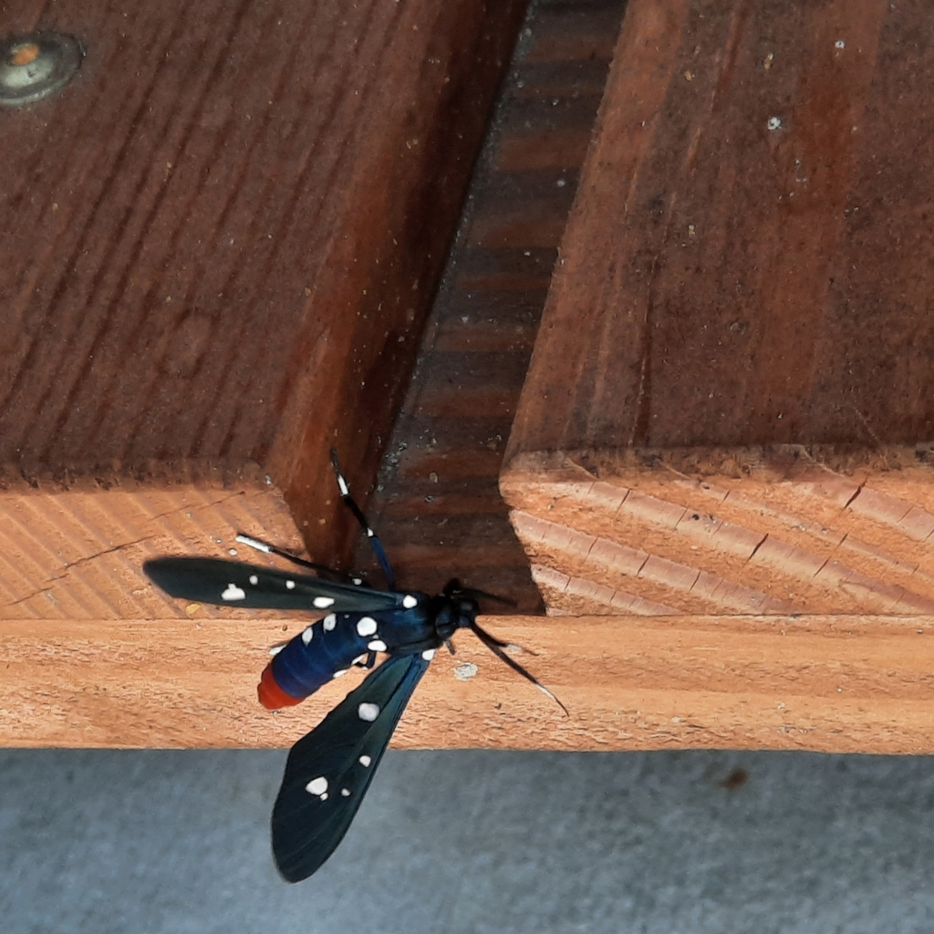 Polka-Dot Wasp Moth from Venice, FL 34285, USA on April 16, 2023 at 12: ...