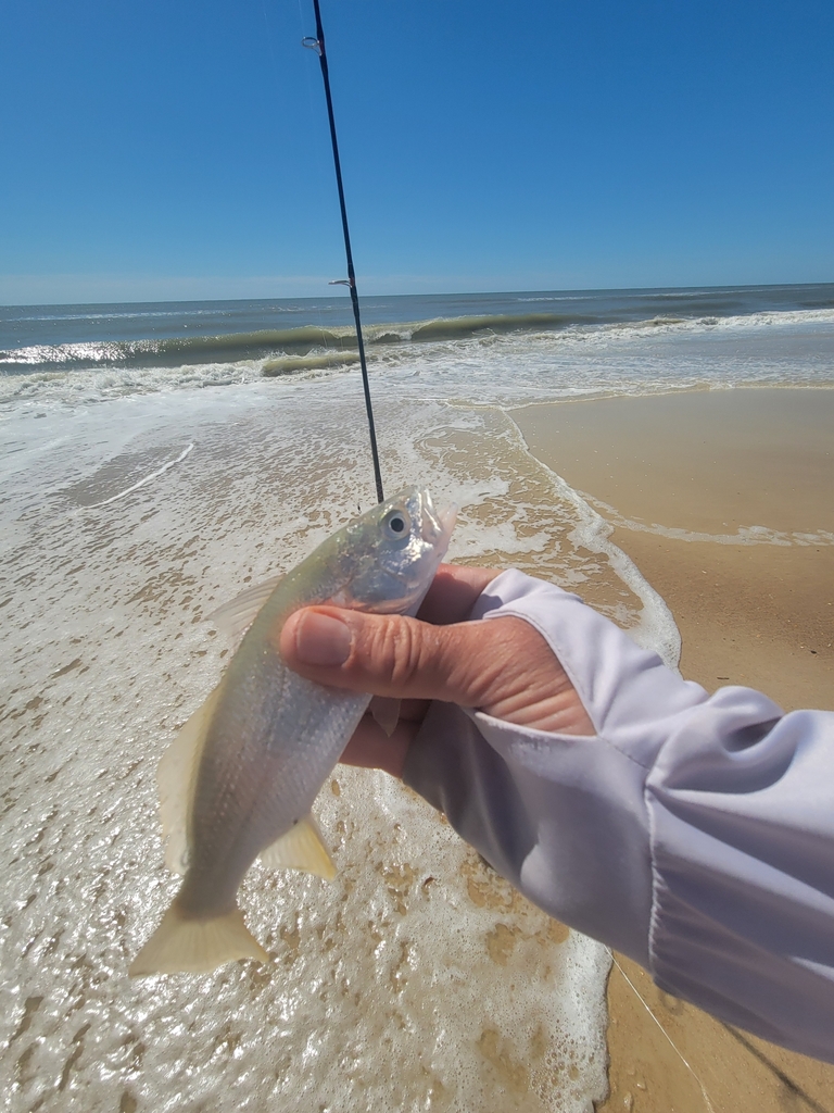 Silver Perch from Franklin County, US-FL, US on April 4, 2024 at 11:52 ...