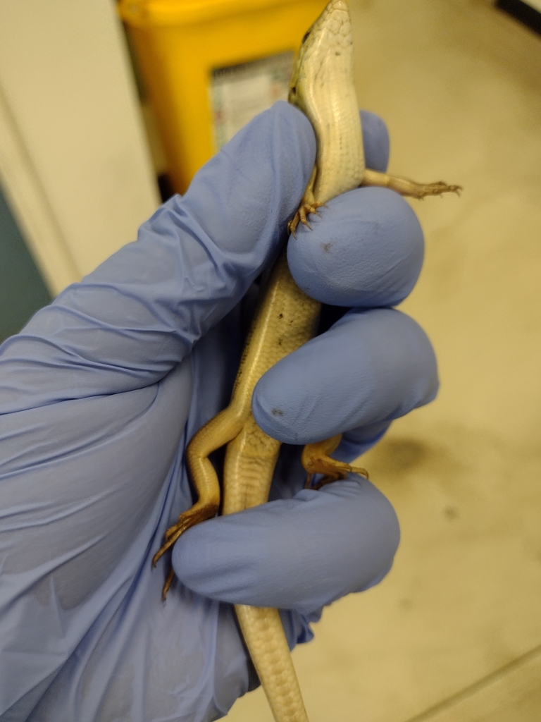 Robust Ctenotus from Mount St John QLD 4818, Australia on April 5, 2024 ...