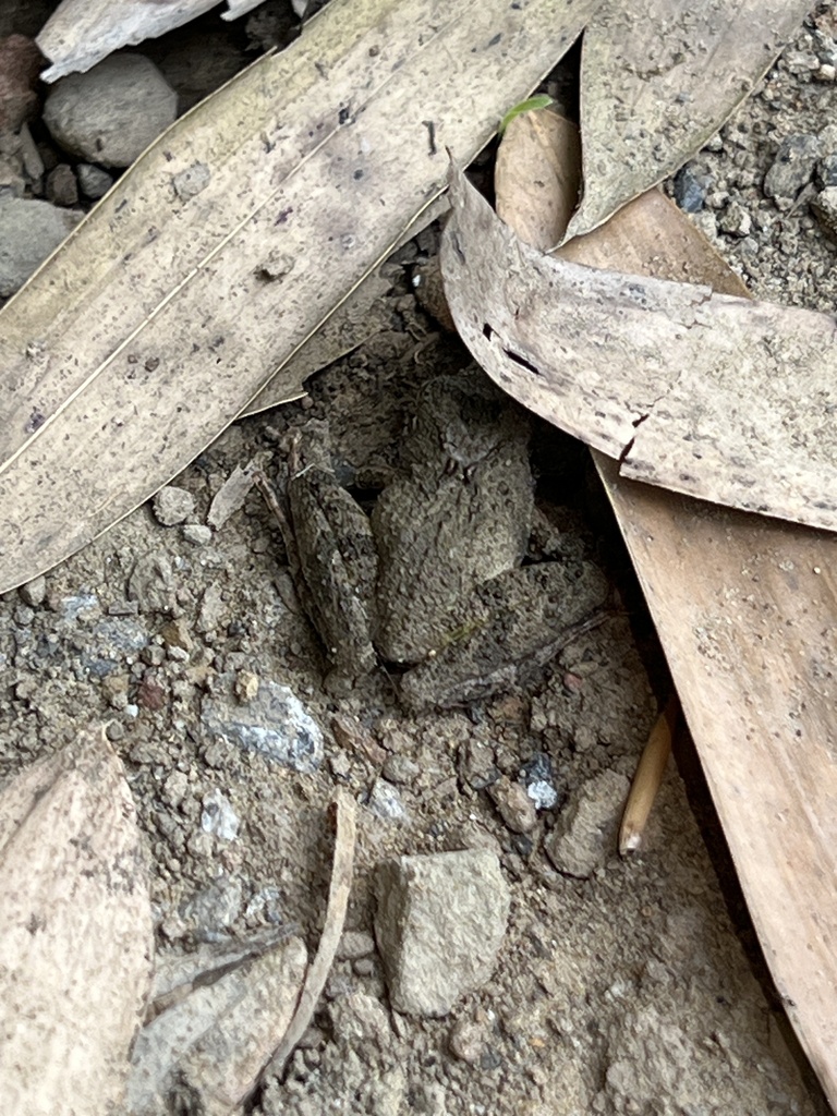 Yaeyama Kajika Frog from 臺灣島, 泰安鄉, MIA, TW on April 05, 2024 at 11:58 AM by 莊崴翔 · iNaturalist