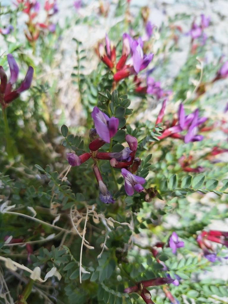 milkvetches from Nucla, CO 81424, USA on April 4, 2024 at 02:46 PM by Celia Walters. Strong ...