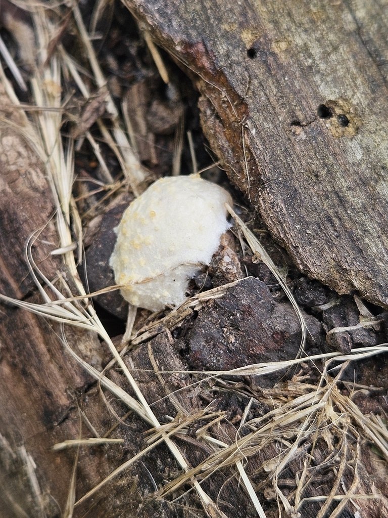 False Puffball from Brea, CA, USA on April 4, 2024 at 01:07 PM by ...