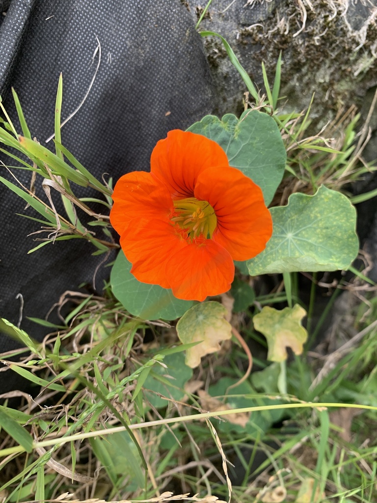 garden nasturtium from South Island / Te Waipounamu, Nelson, Nelson, NZ ...