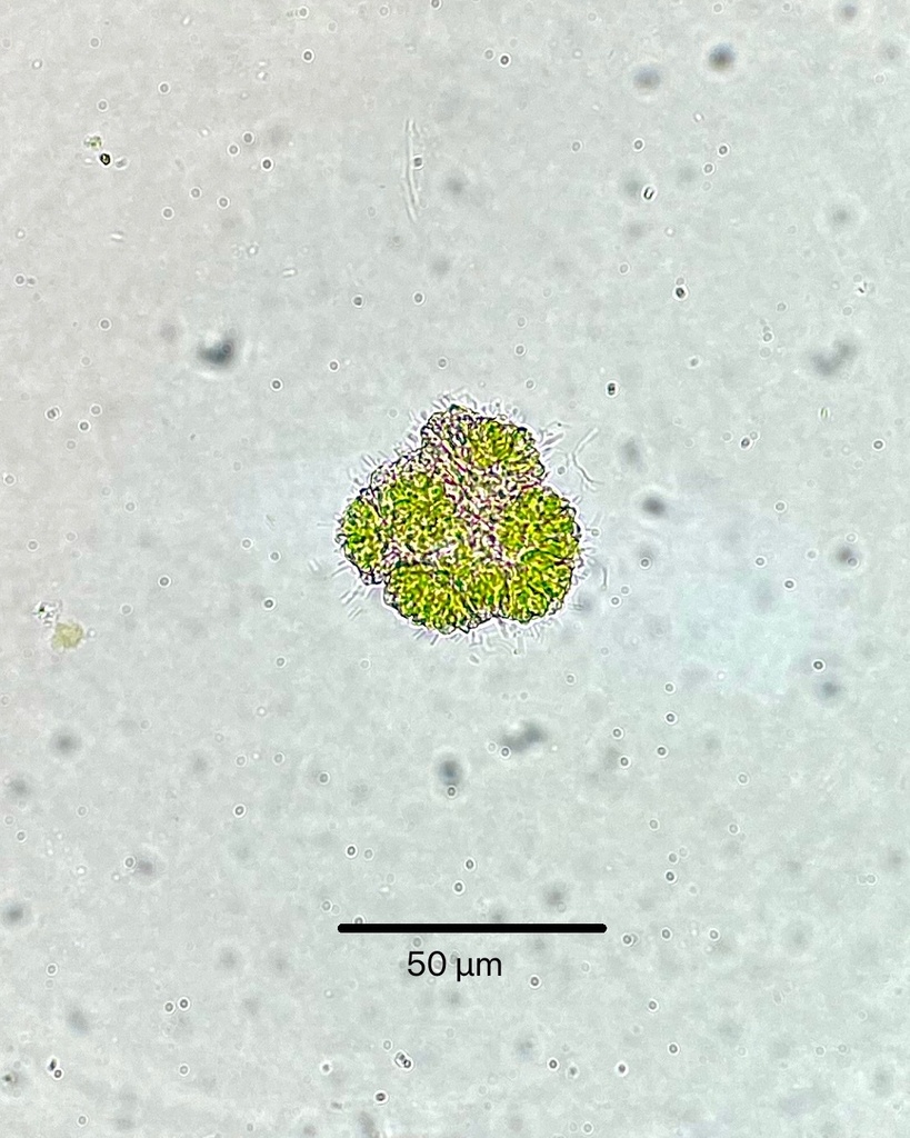Botryococcus from ชากพง, อ.แกลง, จ.ระยอง, TH on March 17, 2024 at 12:06 ...