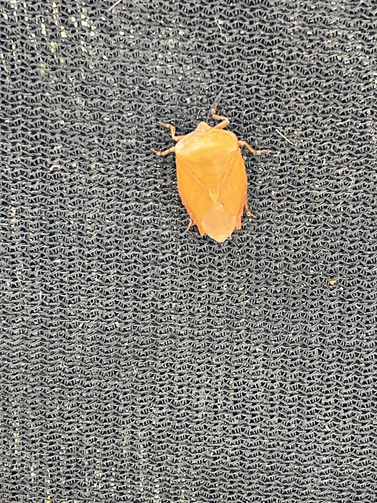 Lychee Stink Bug from 臺灣島, 員林市, CHA, TW on April 5, 2024 at 11:48 AM by ...