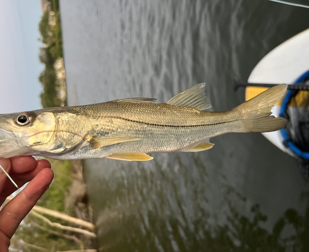 Common Snook from North Hutchinson Island, Indian River Shores, FL, US ...