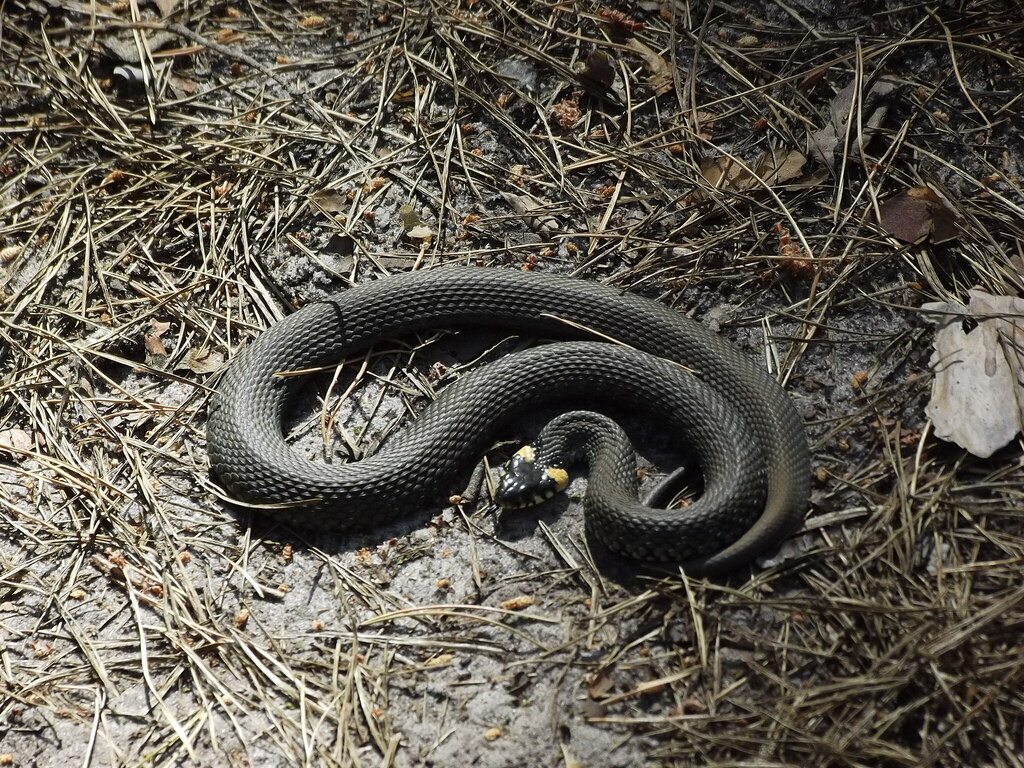 grass snake from Kozelets'kyi district, Chernihiv Oblast, Ukraine on ...