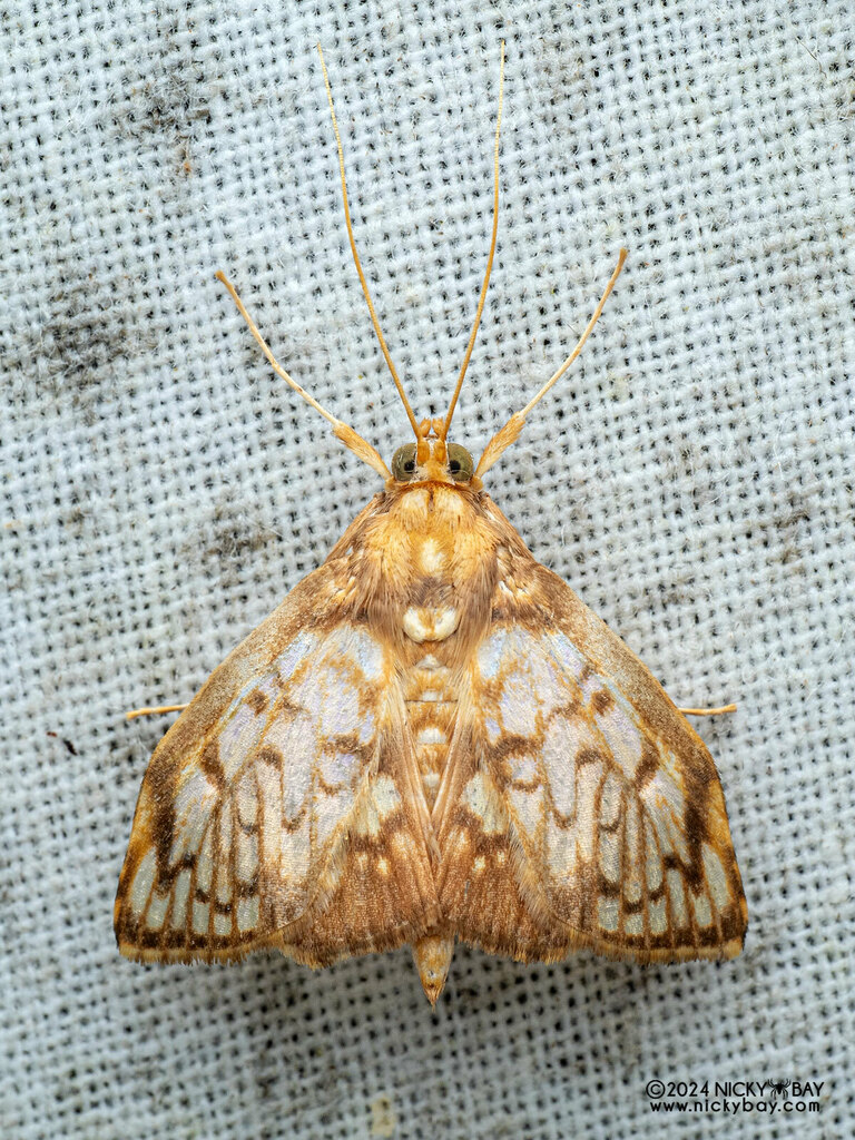 Pearl Moths from Trusmadi Forestry reserve FMU 10, Apin Apin, 89000 ...