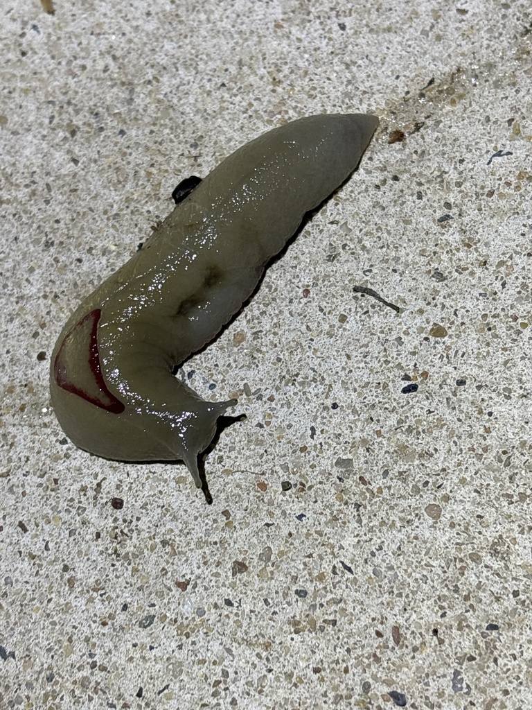 Red Triangle Slug from Woolshed Creek Rd, Tallegalla, QLD, AU on April 5, 2024 at 08:03 PM by ...