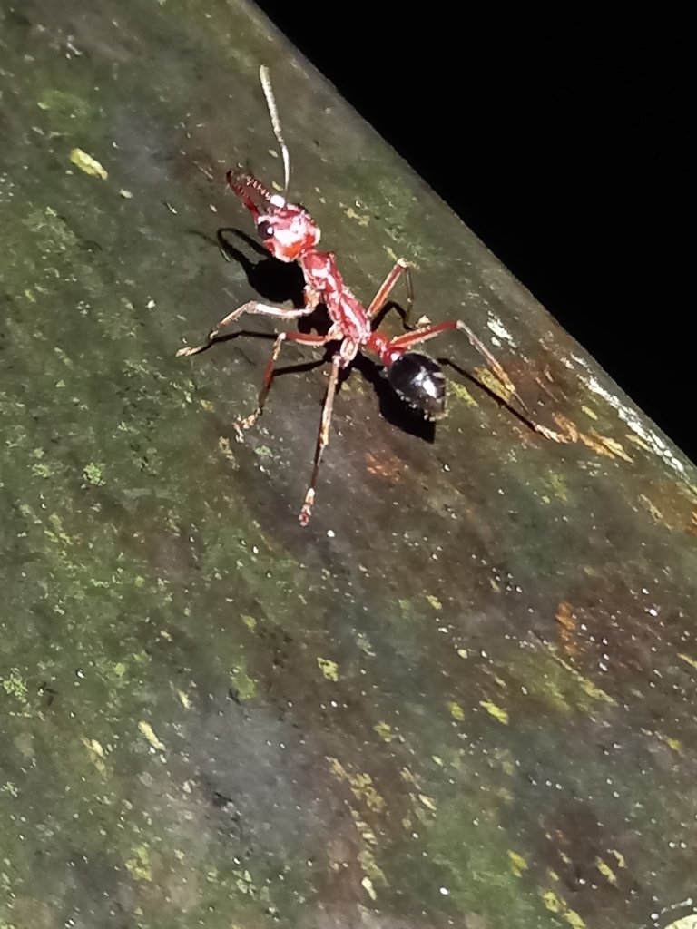 Giant Bulldog Ant from Maleny QLD 4552, Australia on April 5, 2024 at ...
