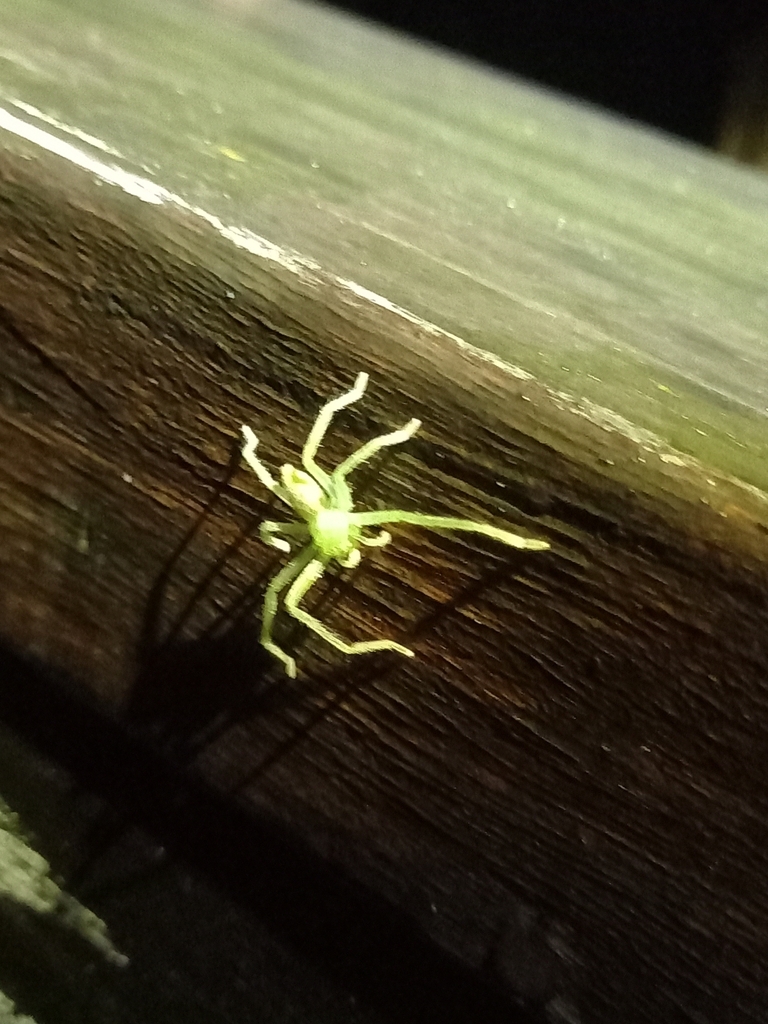 Rta clade from Maleny QLD 4552, Australia on April 5, 2024 at 06:25 PM ...