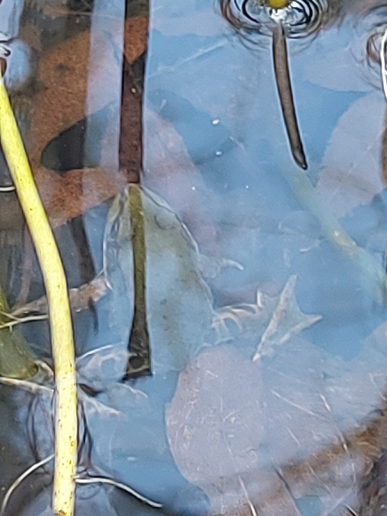 Typical Frogs from Bochum on March 19, 2024 at 01:26 PM by david_sob ...