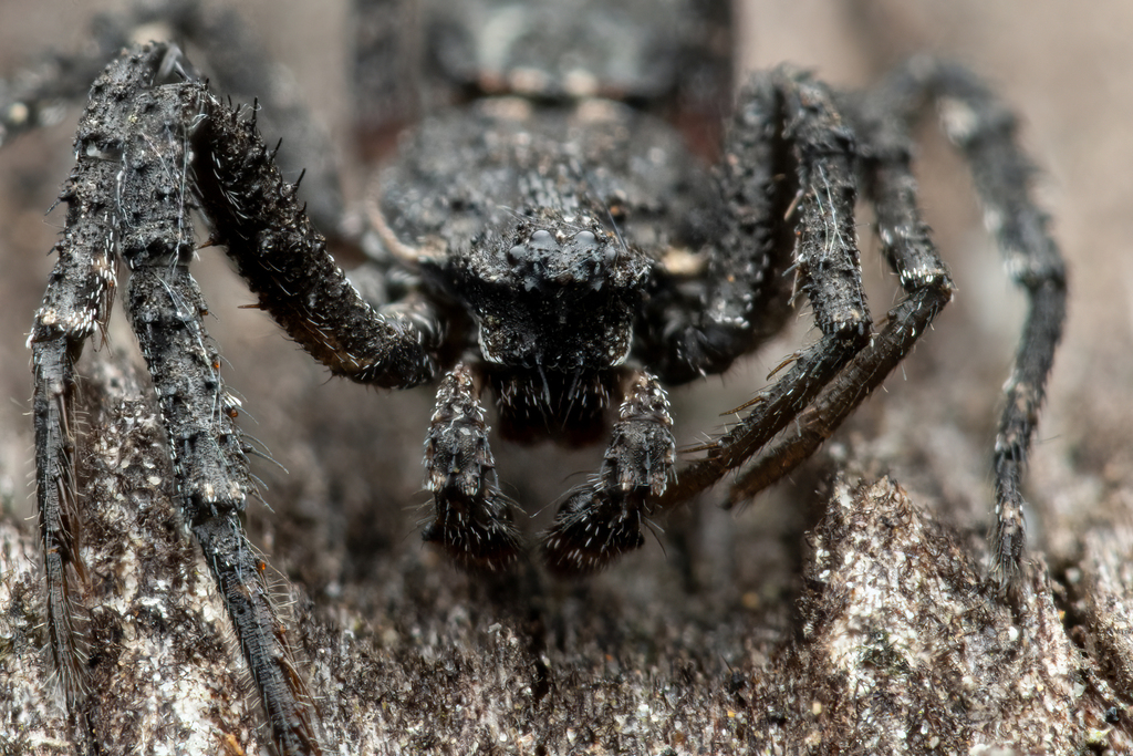 Hi-browed Crab Spider from Cooloola QLD 4580, Australien on March 11 ...