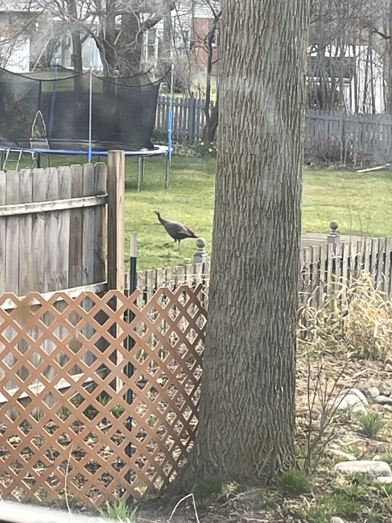 Wild Turkey from Lincoln St, Lapeer, MI, US on April 5, 2024 at 09:49 ...