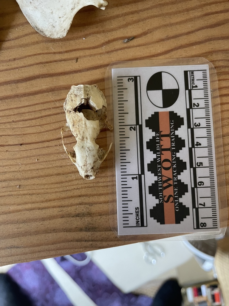 Long-tailed Weasel in March 2024 by Jack Harrison. Skull showing damage ...