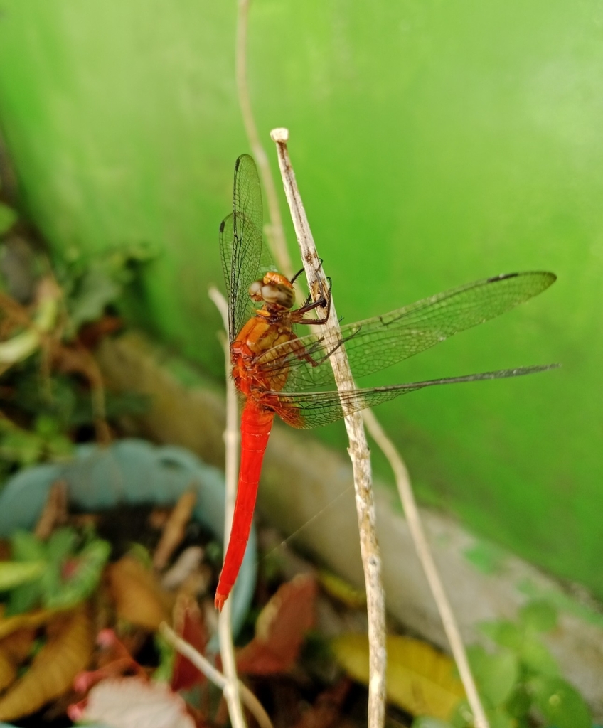 Orange Skimmer from Landak, ID-KB, ID on April 5, 2024 at 11:34 AM by ...