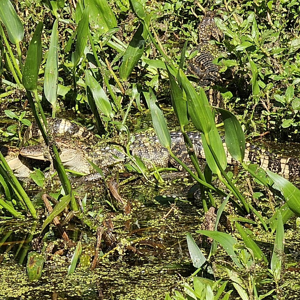 American Alligator from Houston, TX 77058, USA on April 5, 2024 at 09: ...