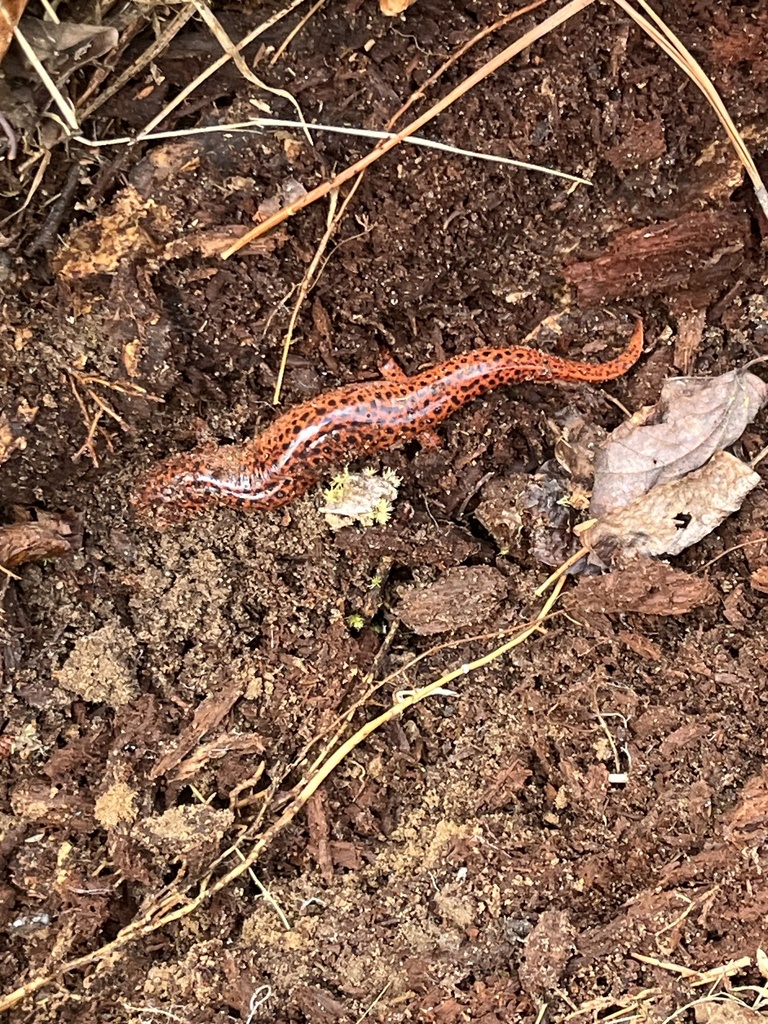 Red Salamander from Pisgah National Forest, Candler, NC, US on April 5 ...