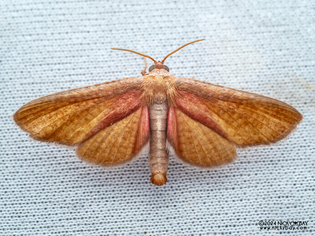 Window-winged Moths from Trusmadi Forestry reserve FMU 10, Apin Apin ...