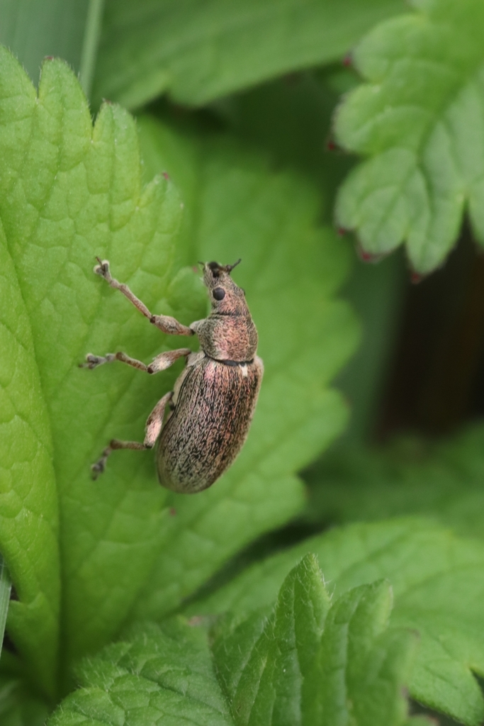 Common Leaf Weevil from 10200 Bar-sur-Aube, France on April 5, 2024 at ...