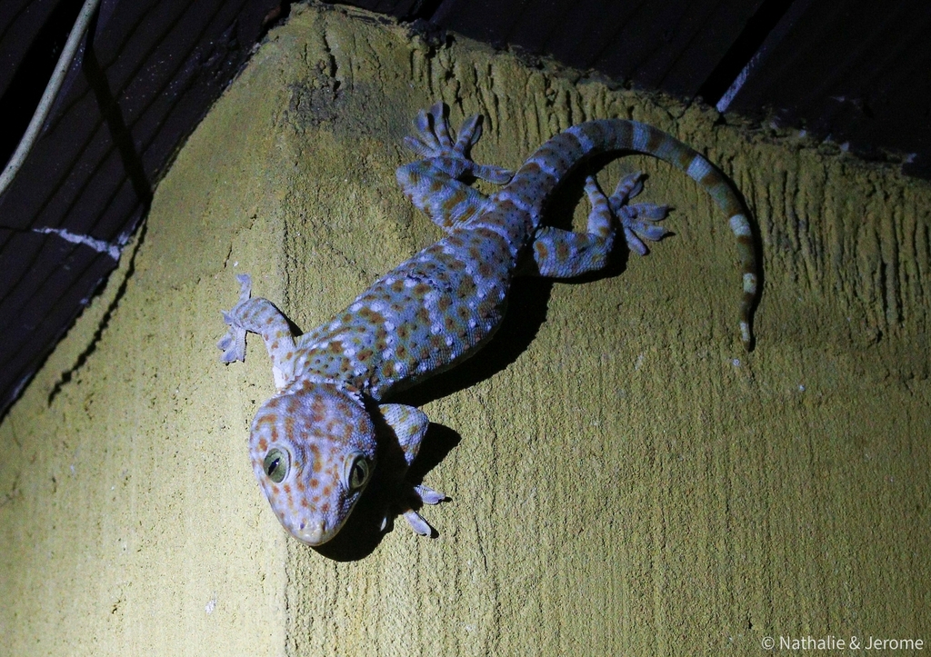 Tokay Gecko from Pa Klok, Thalang District, Phuket, Thailand on April 5 ...