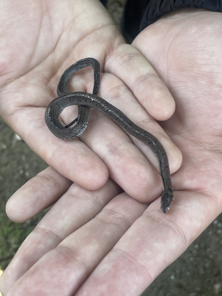 Spotted Coffee Snake from Calle 129, San José, San José, CR on April 5 ...