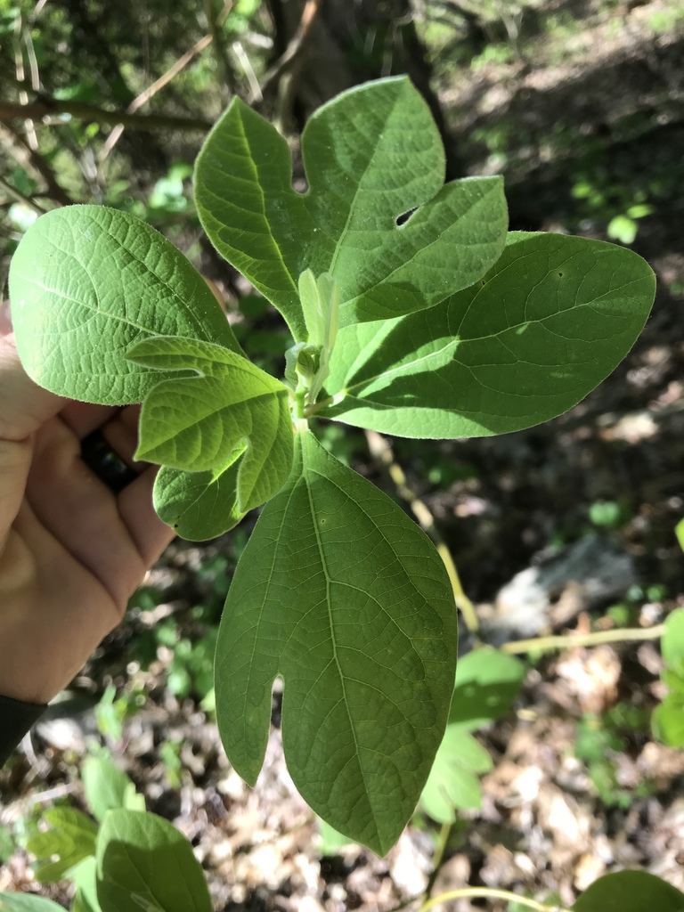 sassafras from 356 Circle Hill Rd, Falls Of Rough, KY, US on April 27 ...