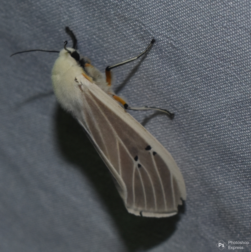 Clouded Tiger Moth from Bazaricherra, Karimganj, Assam 788727, India on ...