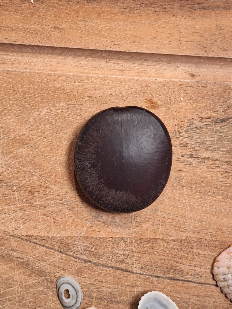 Matchbox Bean from Cape Reinga 0484, New Zealand on April 3, 2024 at 01 ...