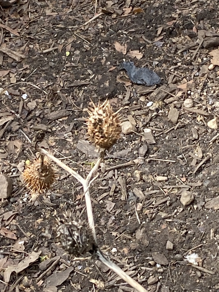 jimsonweed from Tompkins Square Park, New York, NY, US on April 5, 2024 ...