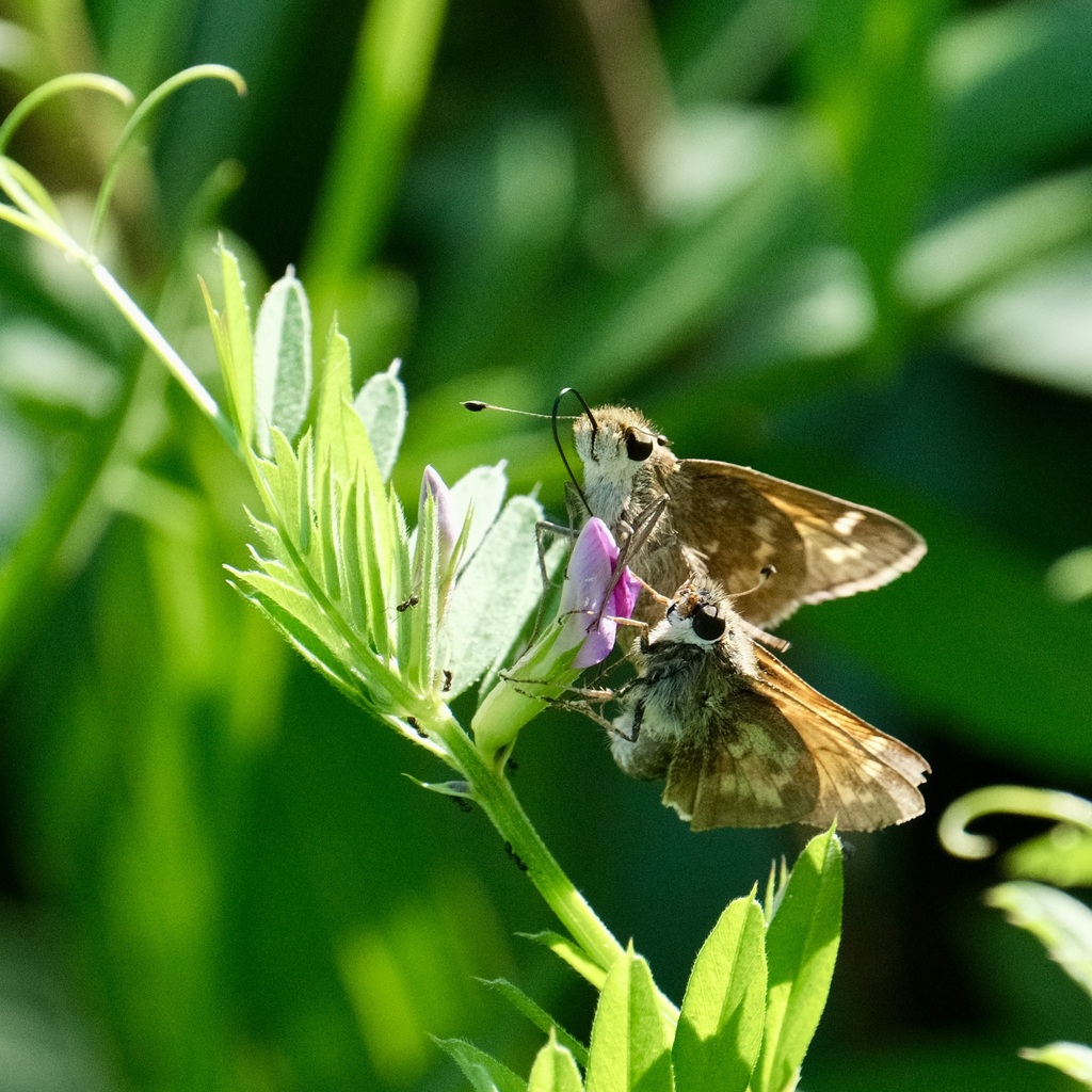 Huron Sachem in April 2024 by tadamcochran · iNaturalist