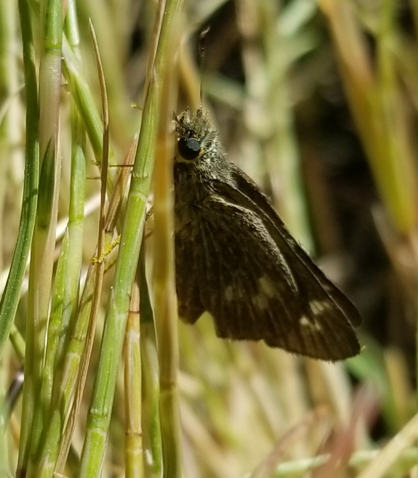 Wandering Skipper from 301 Caspian Way, Imperial Beach, CA 91932, USA ...