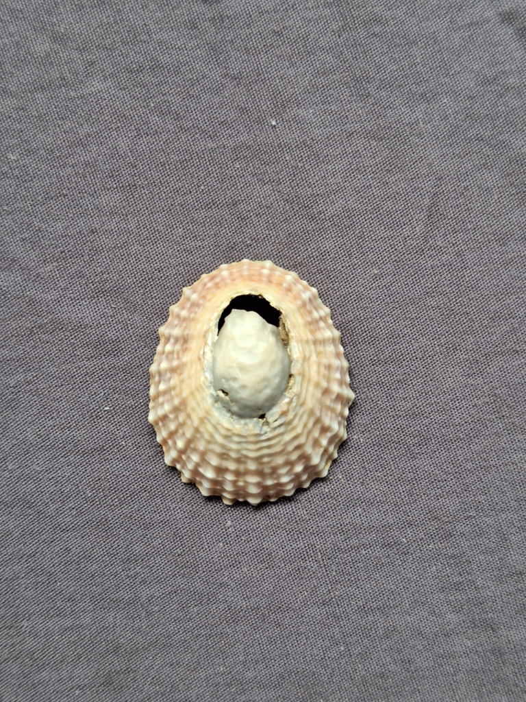 Denticulate Limpet from Northland, New Zealand on April 3, 2024 by ...