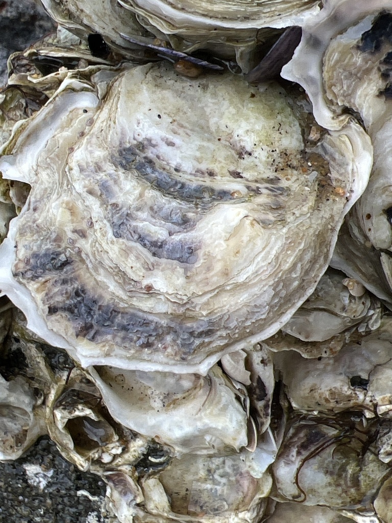 Eastern Oyster from E River Rd, Guilford, CT, US on April 5, 2024 at 04 ...