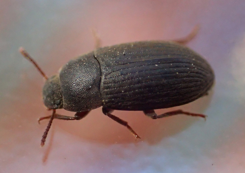 (Blapstinus brevicollis)
