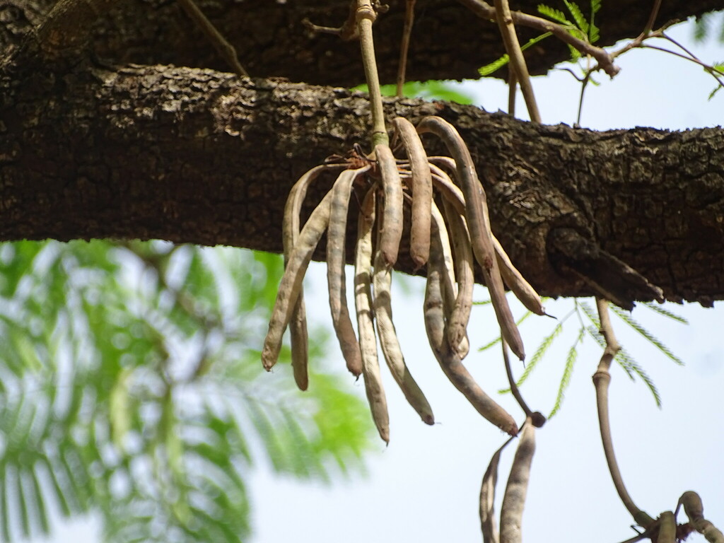 African locust bean from Kérou, Benin on April 5, 2024 at 10:24 AM by ...
