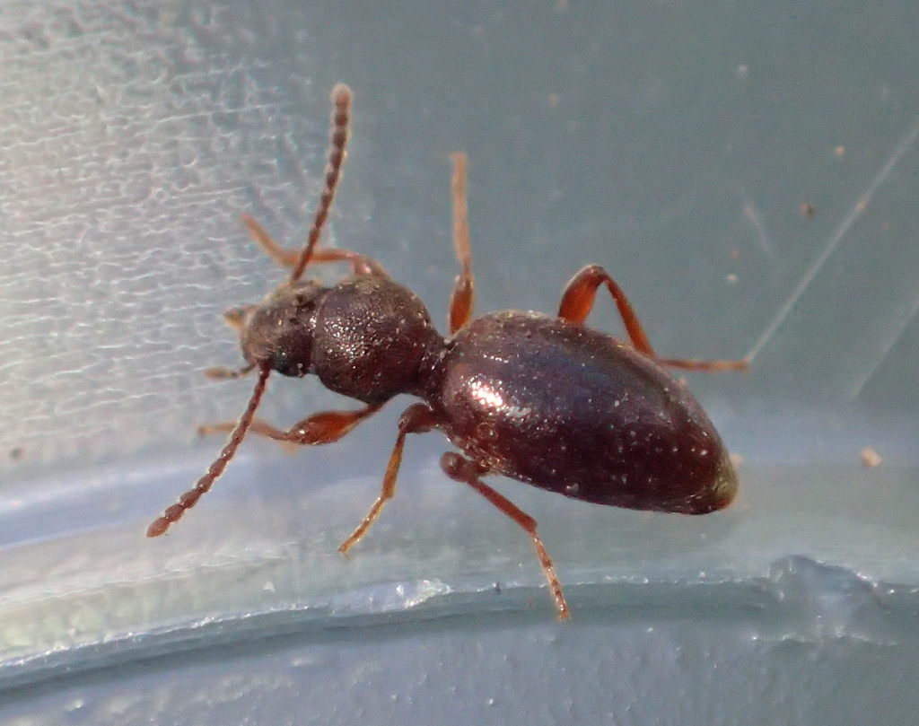 Apocrypha anthicoides from Los Angeles County, US-CA, US on May 09, 2016 at 05:36 PM by Cedric ...