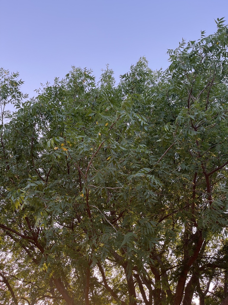 Chinese pistache from 90th St, Lubbock, TX, US on June 16, 2022 at 08: ...