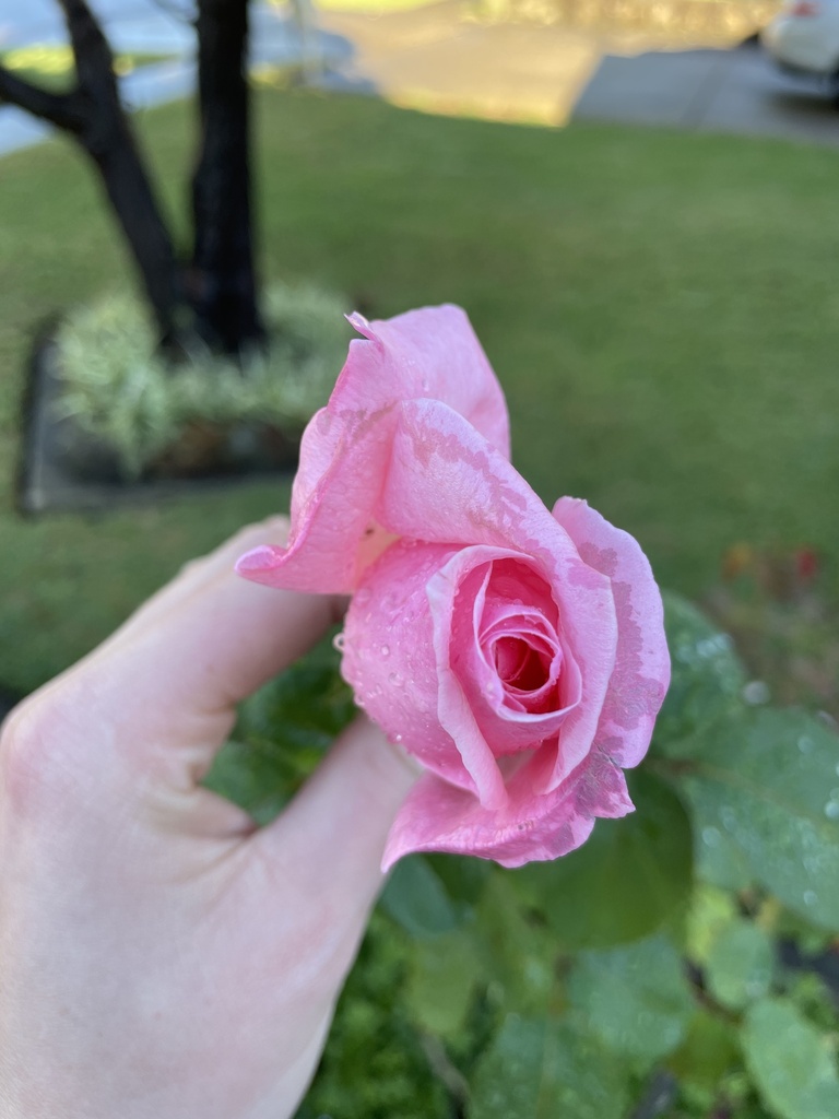 roses from Bert La, North Parramatta, NSW, AU on April 6, 2024 at 11:21 ...