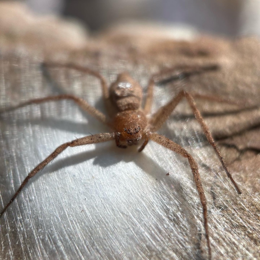 Crab and Running Crab Spiders from Autrey Mill Nature Preserve ...