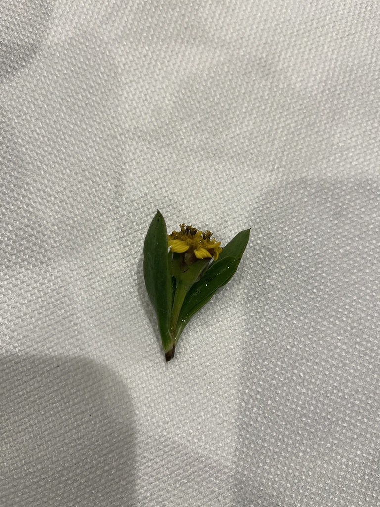 Tree Seaside Tansy from Halls Pond Cay, BS on April 5, 2024 at 09:04 PM ...