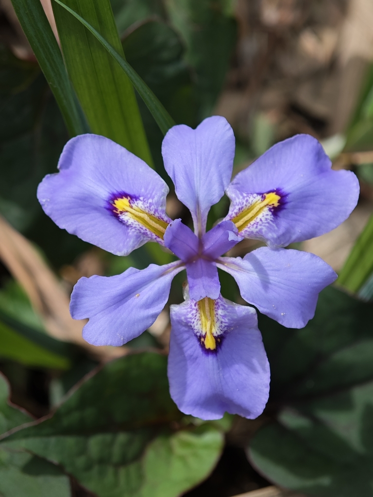 Iris proantha from 余杭区杨坞里 on April 5, 2024 at 02:04 PM by 贾 Jasper ...