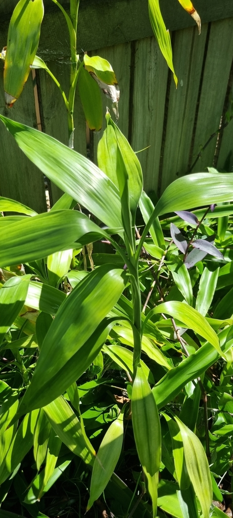 Cordyline rubra from Yeronga QLD 4104, Australia on April 6, 2024 at 11 ...