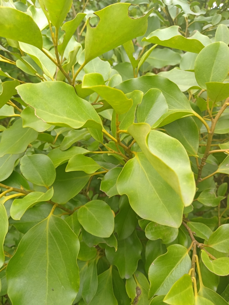 New Zealand Broadleaf from Massey, Auckland, New Zealand on April 6 ...