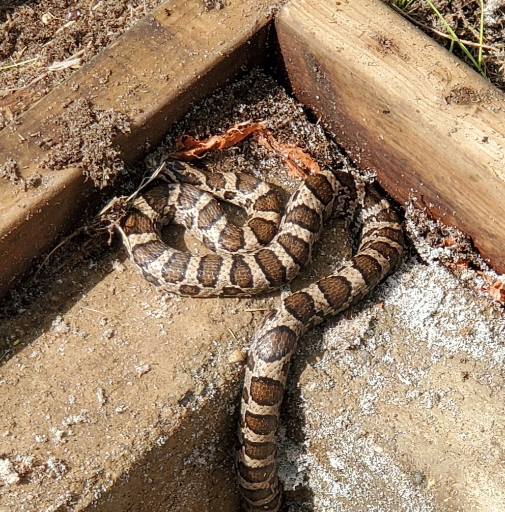Eastern Milksnake in May 2023 by David Seaborn · iNaturalist