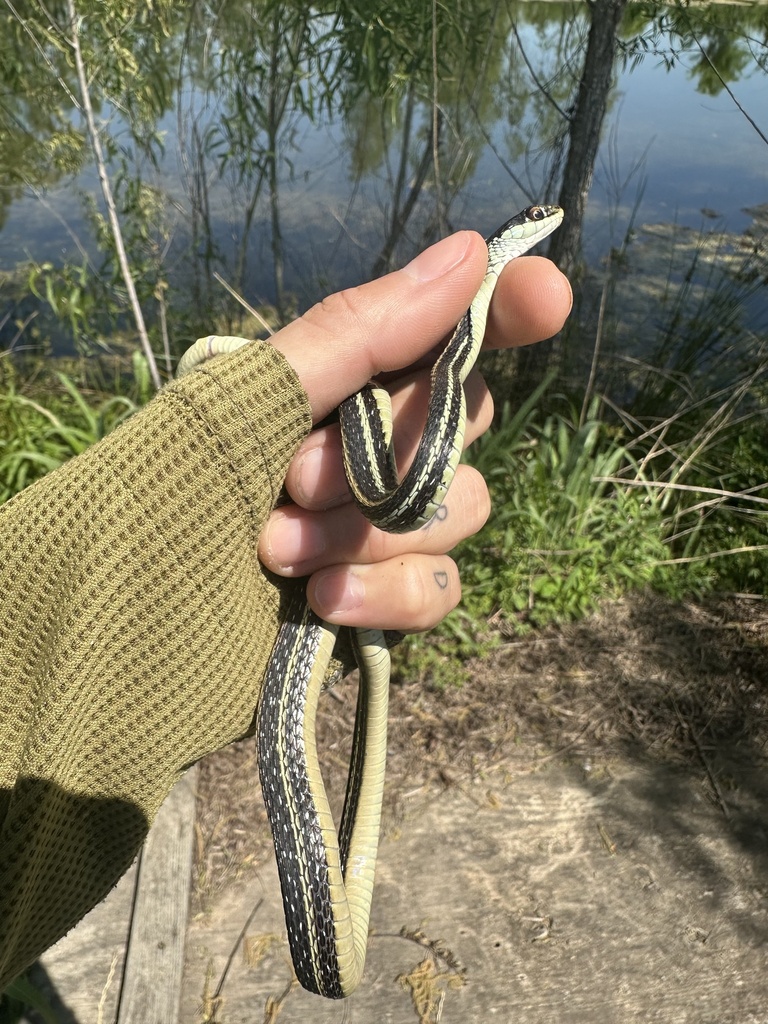 Western Ribbon Snake from Highlands-Perkins, Baton Rouge, LA, US on ...