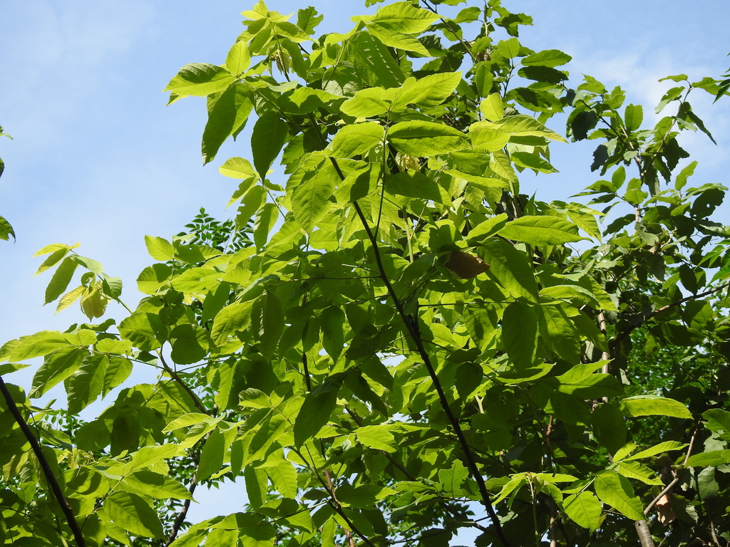 Sierra nakedwood from Sin Nombre de Col 33, Guadalupe, N.L., México on ...