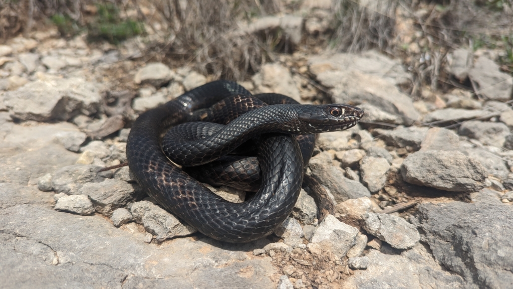 Coachwhip in March 2024 by Jack Chlebanowski · iNaturalist