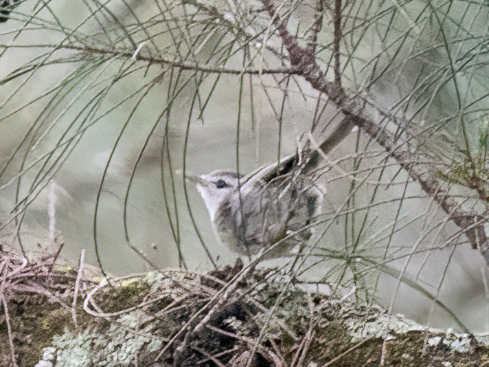 Timor Leaf Warbler (Timor) from Ainaro, Timor-Leste on March 31, 2024 ...