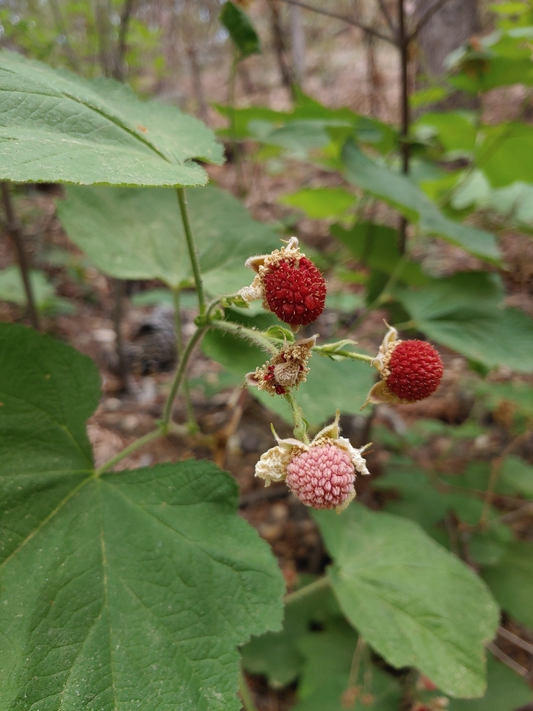 thimbleberry from Riverside County, CA, USA on July 18, 2021 at 01:25 ...